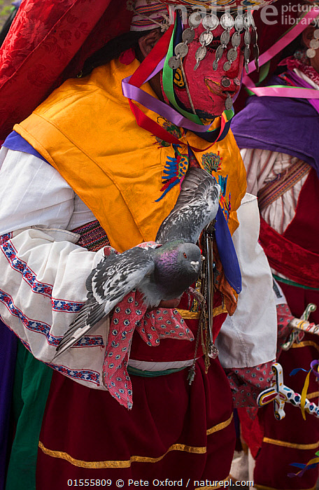 Stock photo of Indigenous Salasaca Indian in traditional mask ...