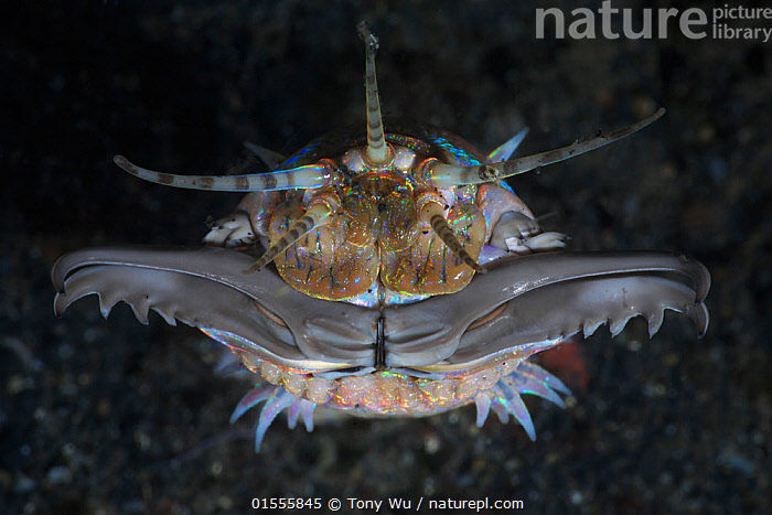 Stock photo of Bobbit worm (Eunice aphroditois) protruding from its ...
