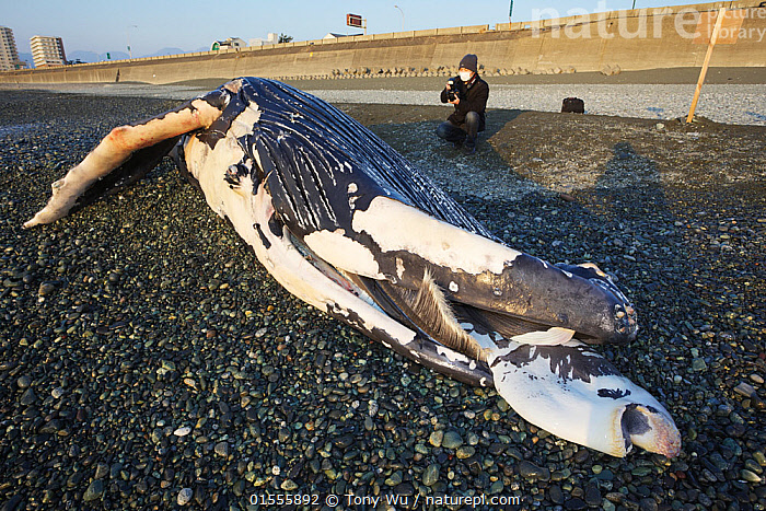 Stock photo of Humpback whale (Megaptera novaeangliae) dead calf that ...
