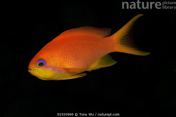 Stock photo of Jewel fairy basslet (Pseudanthias squamipinnis) female ...