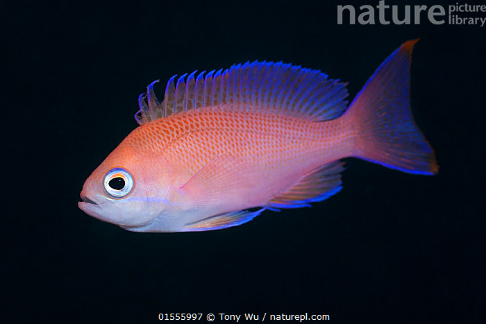Stock photo of Pink basslet (Pseudanthias hypselosoma) female portrait ...