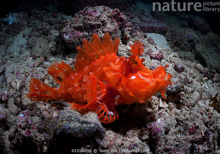 Stock photo of Lacy scorpionfish (Rhinopias aphanes) Papua New Guinea ...