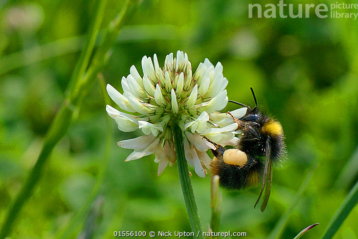 Stock photo of Early bumblebee (Bombus pratensis) queen nectaring on ...