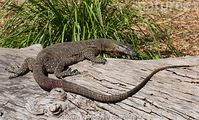 Stock photo of Lace monitor (Varanus varius) basking on a log. Cleland ...