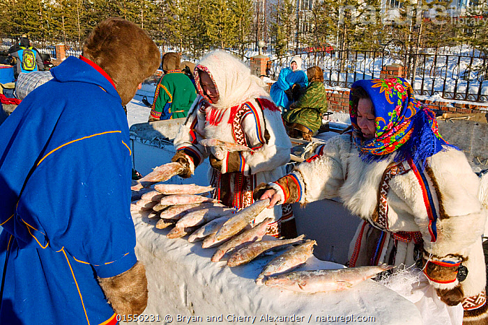 Stock photo of Nenets women selling fish during the reindeer herders ...
