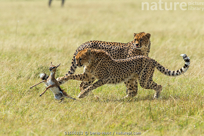 Stock photo of Female Cheetah (Acinonyx jubatus) watching her cub ...