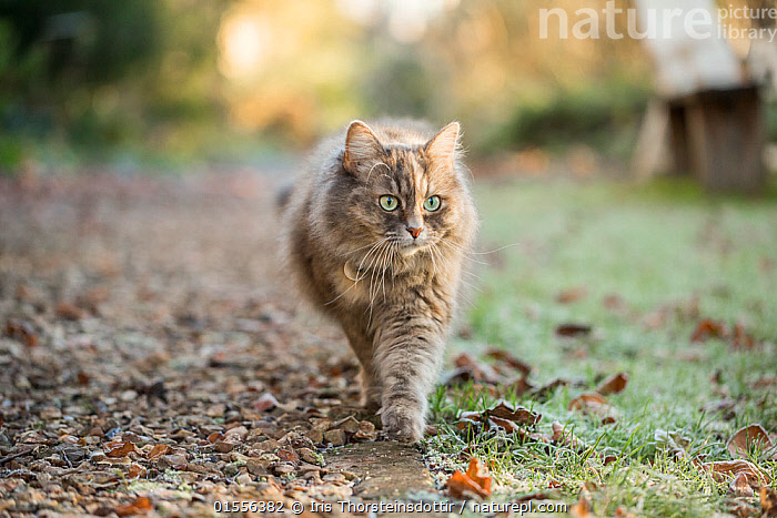 Stock photo of Siberian forest cat, (Felis catus), with tortoiseshell ...