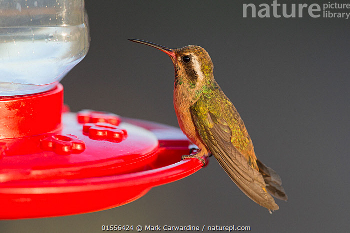 Xantus Bird Hummingbirds Of Baja | Focusing On Wildlife