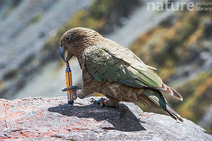 Kea Wing