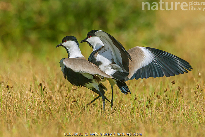 Stock photo of Spur-winged plovers (Hoplopterus spinosus) adults in ...