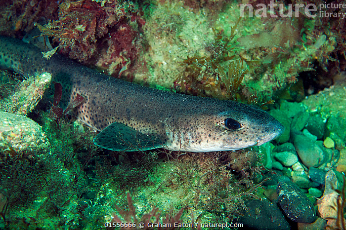 Stock photo of Common / Lesser-spotted Dogfish (Scyliorhinus canicula ...