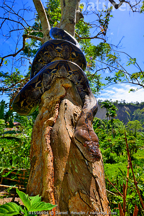 Stock photo of Reticulated python (Python reticulatus) on tree, Sumatra ...