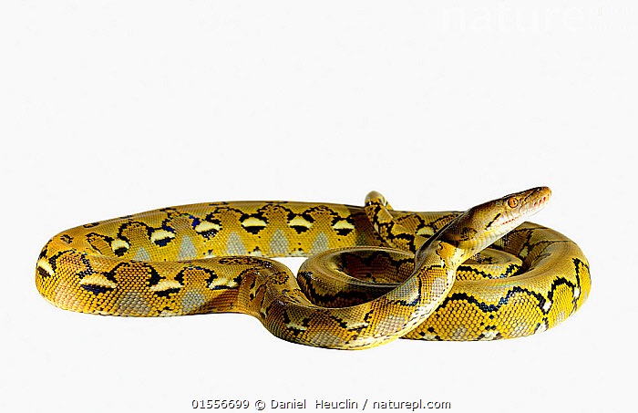 Stock photo of Dwarf reticulated python (Malayopython reticulatus ...