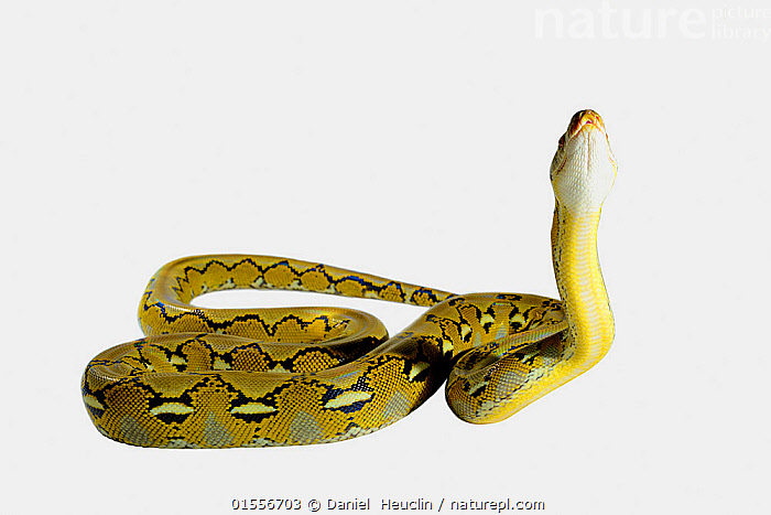 Stock photo of Dwarf reticulated python (Malayopython reticulatus ...