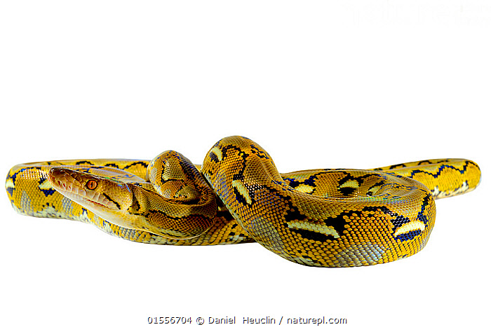 Stock photo of Dwarf reticulated python (Malayopython reticulatus ...