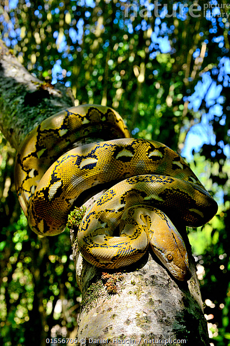 Stock photo of Dwarf reticulated python (Malayopython reticulatus ...
