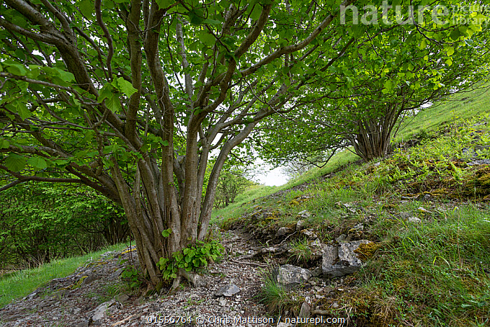 Stock photo of Coppiced hazel (Corylus avellana) growing in a limestone ...