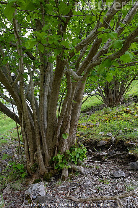 Stock photo of Coppiced hazel (Corylus avellana) growing in a limestone ...