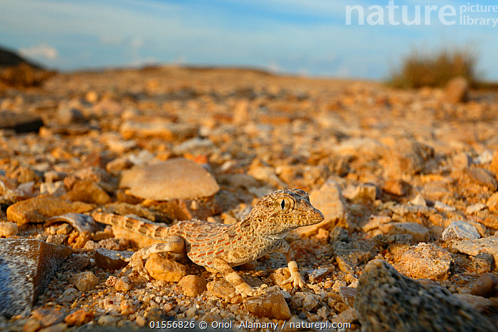 Stock photo of Scorpion gecko (Pristurus carteri) on Ras Al-Jinz Turtle ...