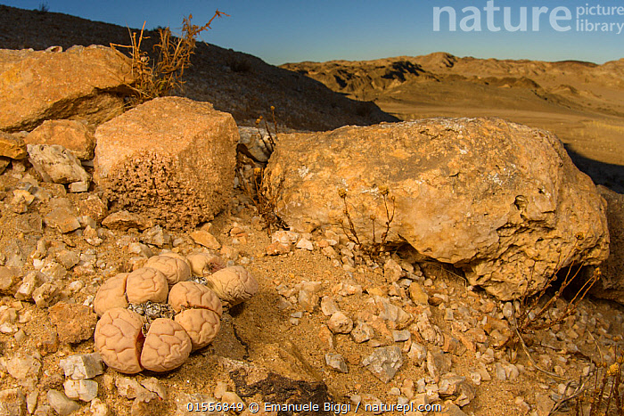 Stock photo of Stone plant (Lithops gracilidentata) in desert habitat ...