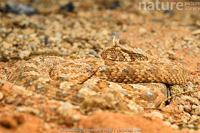 Stock photo of Horned adder (Bitis caudalis) camouflaged in its ...