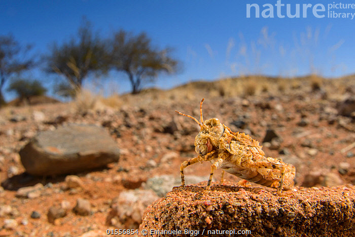 Stock photo of A tiny and bizarre looking (Pamphagidae) grasshopper in ...