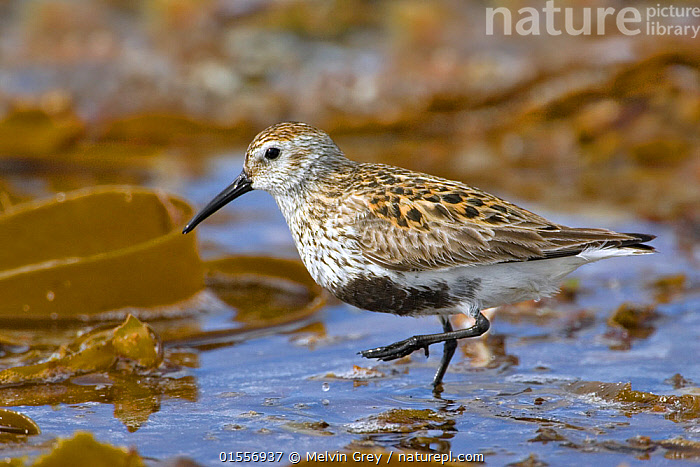 Stock photo of Dunlin (Calidris alpina) adult in summer plumage ...