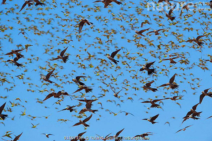 Stock photo of Cockatiel (Nymphicus hollandicus) flock in flight with ...