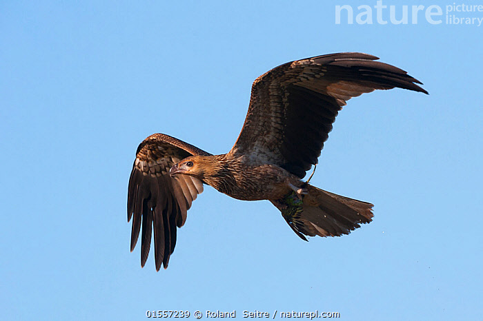 Stock photo of Whistling hawk (Haliastur sphenurus) in flight carrying ...