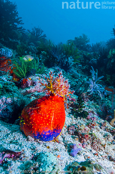 Stock photo of Sea apple (Pseudocolochirus violaceus) Komodo National ...