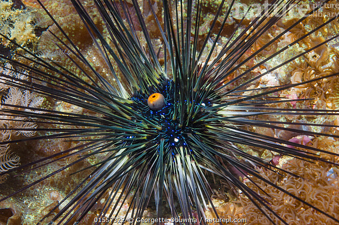 Stock photo of Longspine urchin (Diadema setosum) Cebu, Malapascua ...