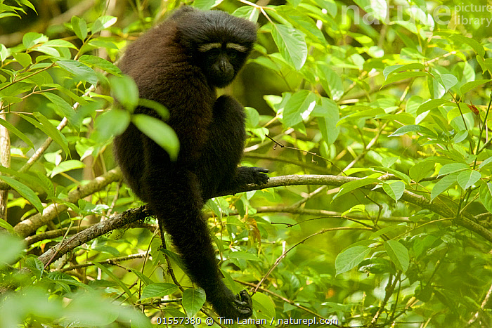 Stock photo of Skywalker hoolock gibbon (Hoolock tianxing) formerly ...
