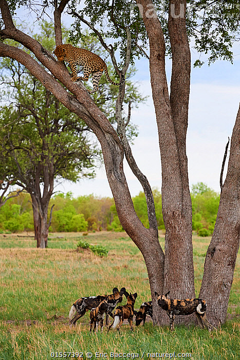 Stock photo of African wild dog (Lycaon pictus) pack at base of tree ...