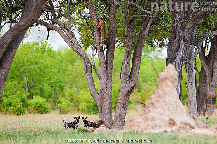 Stock photo of African wild dog (Lycaon pictus) pack at base of tree ...