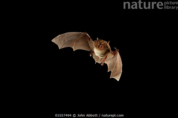 Stock photo of Southeastern myotis bat (Myotis austroriparius) in ...