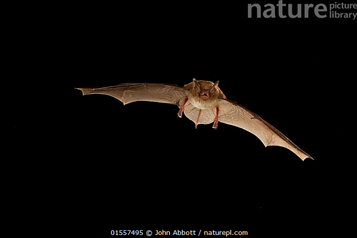 Stock photo of Southeastern myotis bat (Myotis austroriparius) in ...