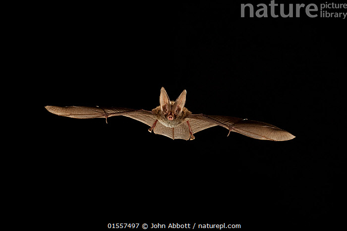 Stock photo of Rafinesque's big-eared bat (Corynorhinus rafinesquii) in ...