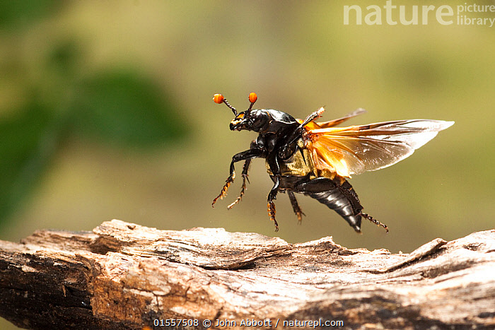 Stock photo of Burying beetle (Nicrophorus orbicollis) flying shots ...