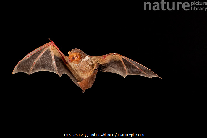 Stock photo of Eastern red bat (Lasiurus borealis) female flying, San ...