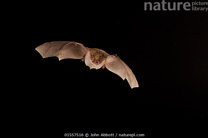 Stock photo of Cave myotis bat (Myotis velifer) flying, San Saba County ...