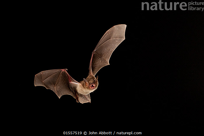 Stock photo of Cave myotis bat (Myotis velifer) flying; shots taken ...