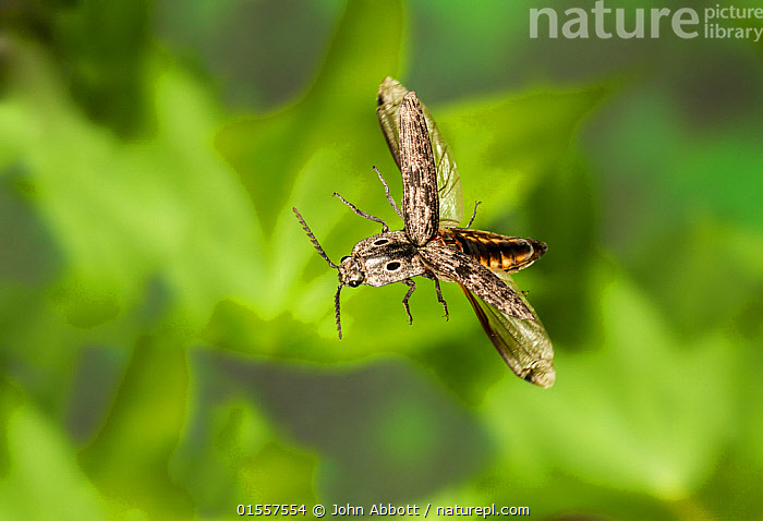 Stock photo of Blind click beetle (Alaus myops), Tuscaloosa County ...