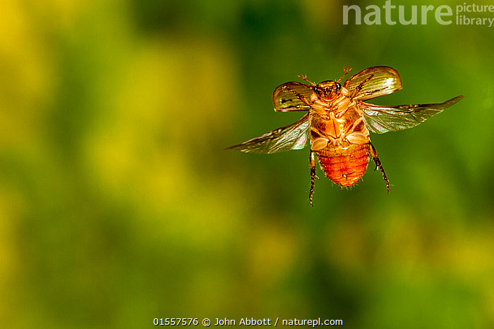 Stock photo of Shining leaf chafer (Callistethus marginatus) flying ...