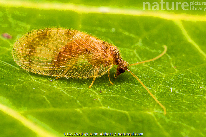Stock photo of Brown lacewing (Megalomus fidelis), Tuscaloosa County ...