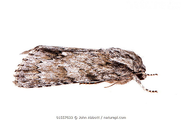 Stock photo of Clear dagger moth (Acronicta clarescens) on white ...