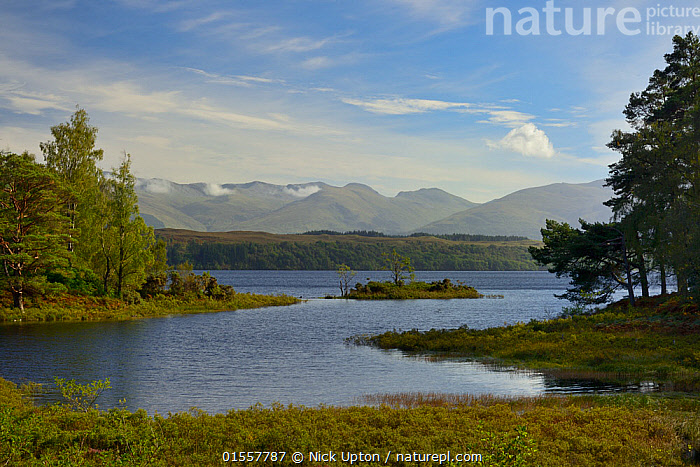 Stock photo of Mixed conifer and birch woodland habitat around upland ...