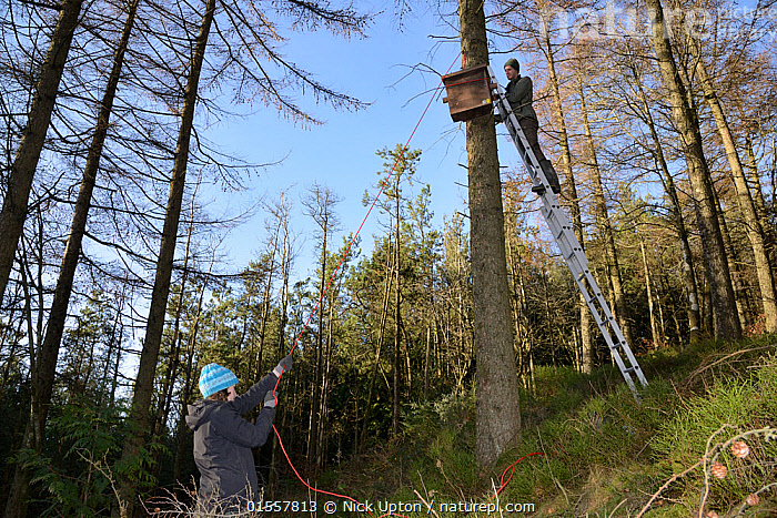 Stock photo of David Bavin up a ladder as Josie Bridges hauls up a ...