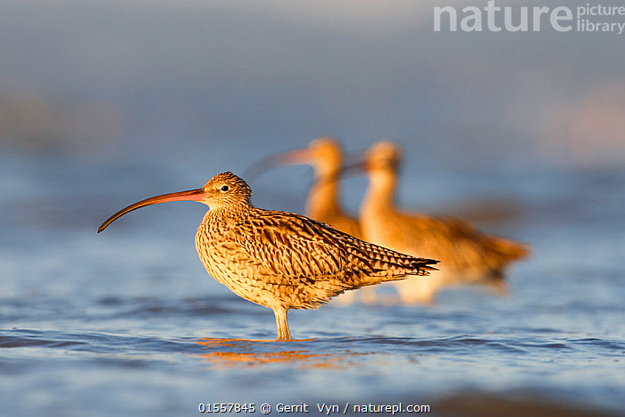 Stock photo of Far eastern curlew (Numenius madagascariensis) at coast ...