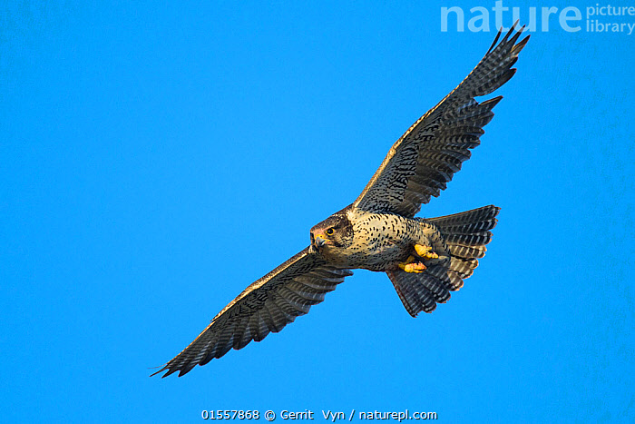 Gyrfalcon In Flight Gyrfalcon (Falco Rusticolus) In Flight, From