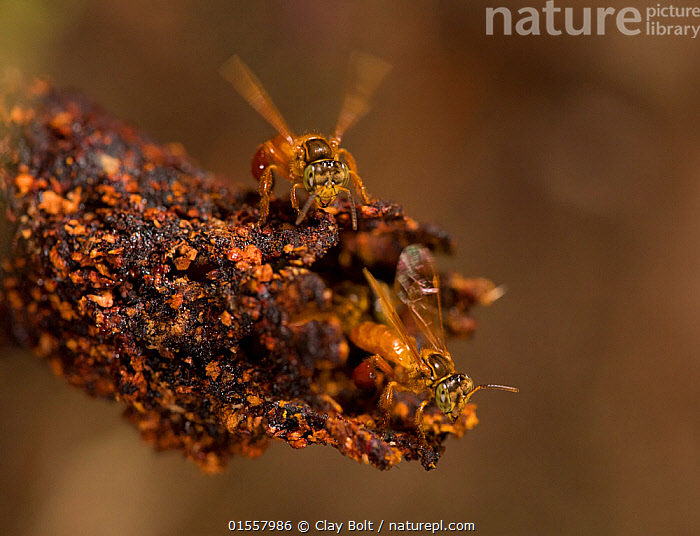 Stock photo of Stingless bees (Trigona sp) cooling nest entrance ...